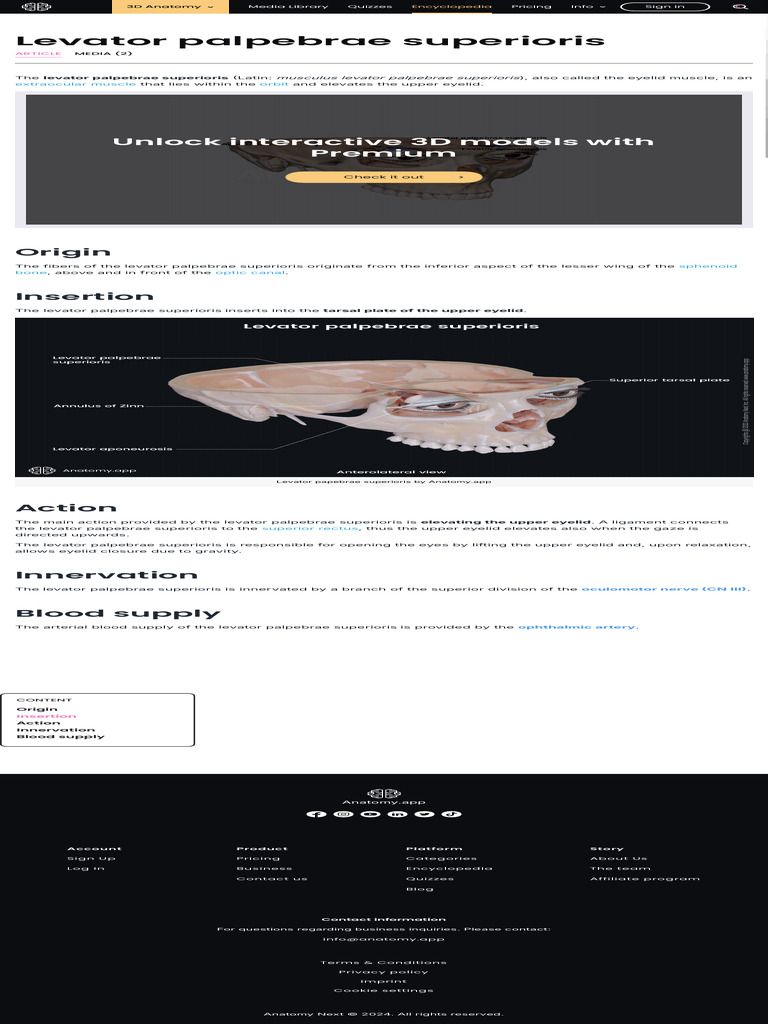 Levator Palpebrae Superioris Encyclopedia Anatomy - App Learn Anatomy ...