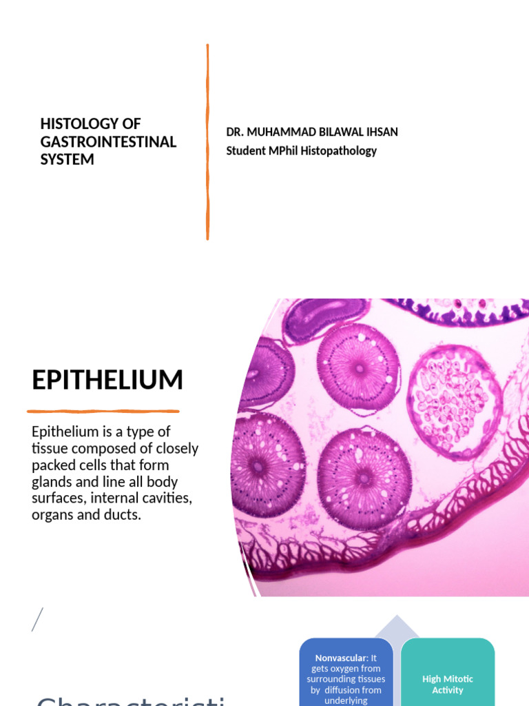 Epithelium of GIT Histology | PDF | Small Intestine | Epithelium