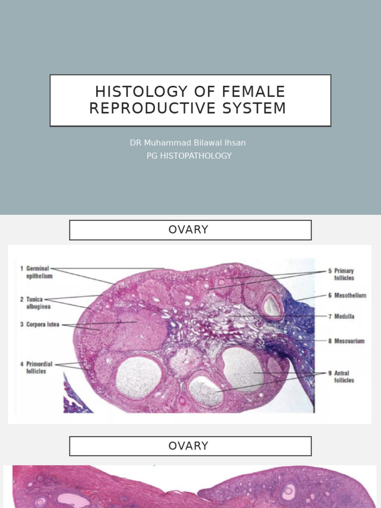 Histology of Female Reproductive System | PDF
