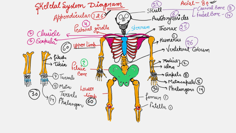Skeletal System Diagram | PDF