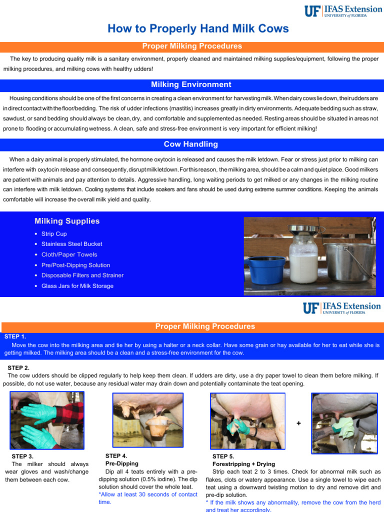 How To Properly Hand Milk Cows | PDF | Dairy Farming | Dairy Cattle