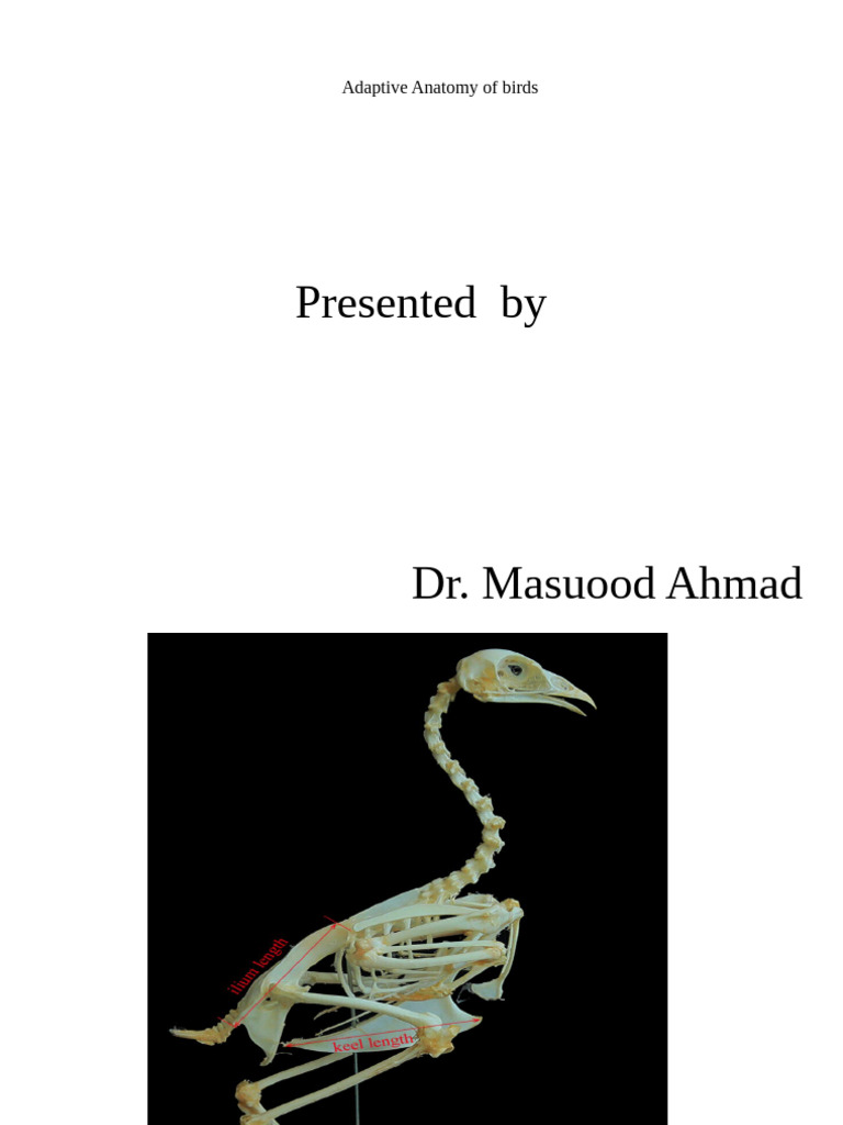 Bird Anatomy: Flight & Feeding Adaptations | PDF | Birds | Digestion