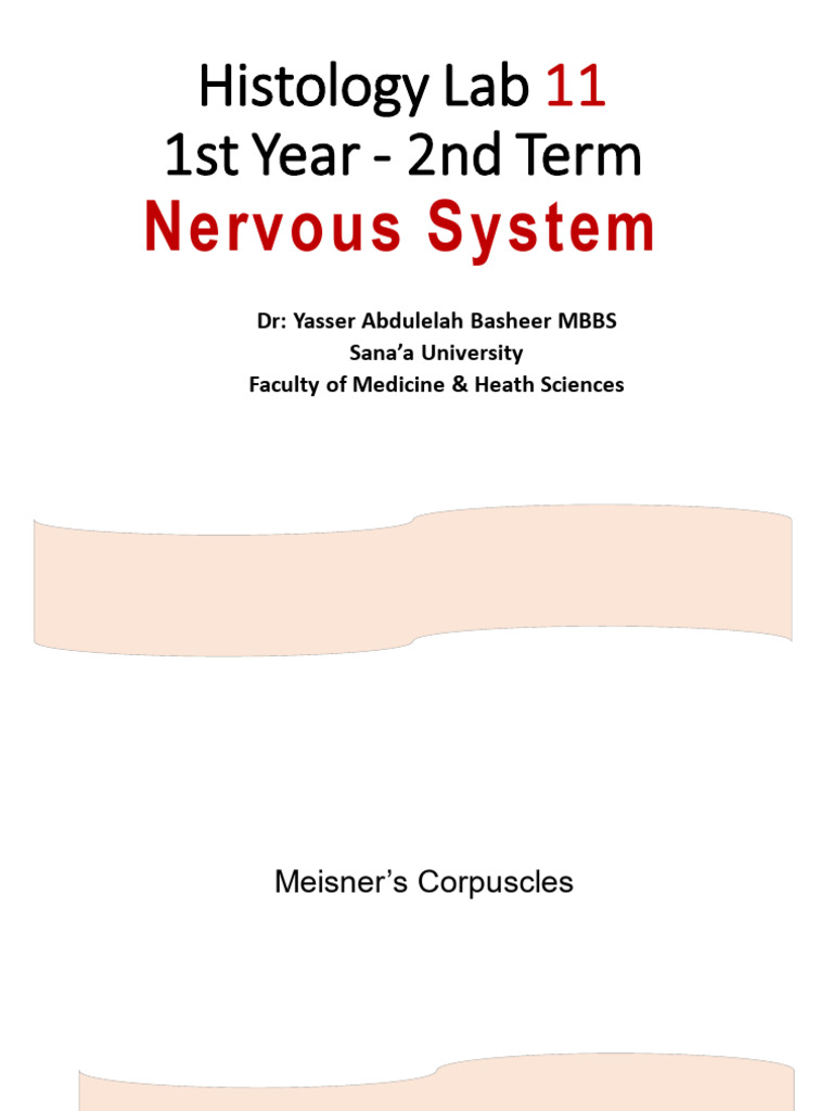 Histo Lab 11 1st Year Nervous Tissue II | PDF | Nerve | Somatosensory System