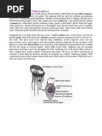 Phylum Cnidaria Labelled Diagram | PDF | Science & Mathematics