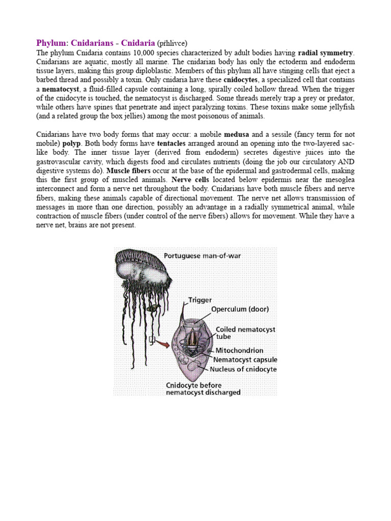 Cnidaria | PDF | Coral | Venomous Animals