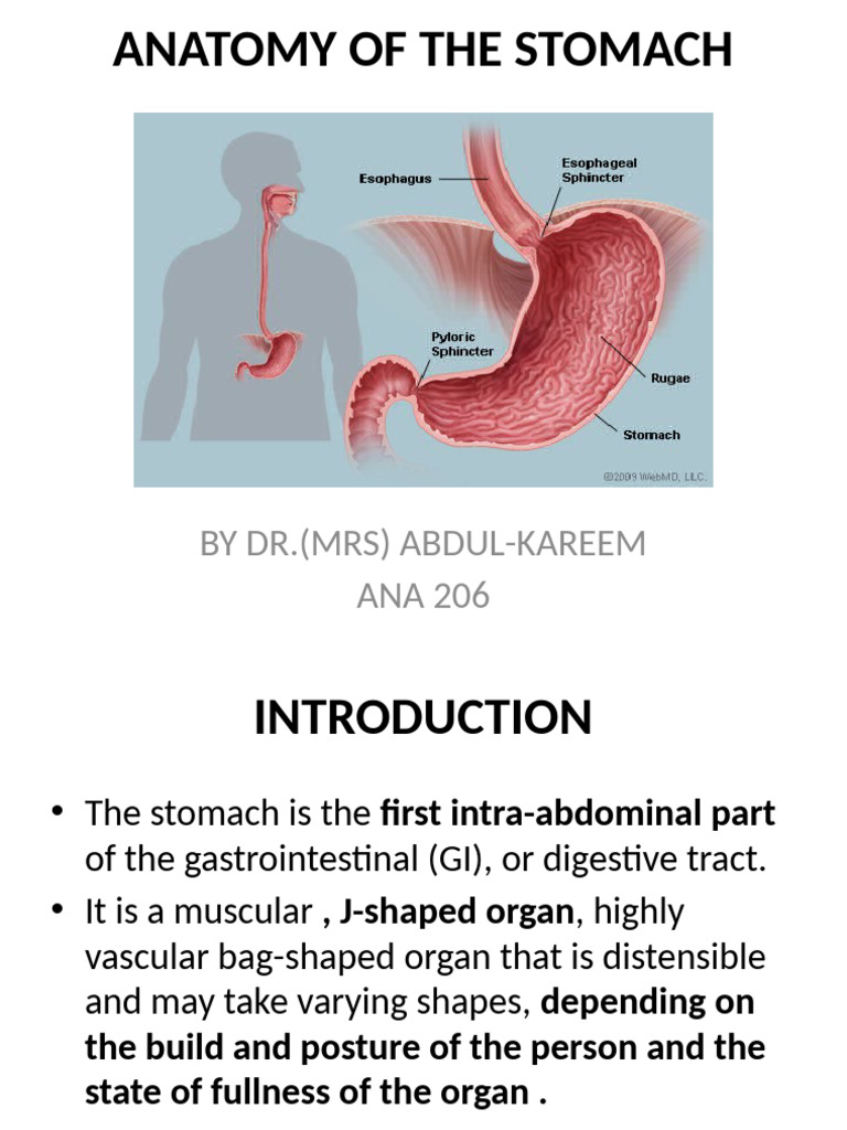 Stomach Anatomy and Functions Explained | PDF