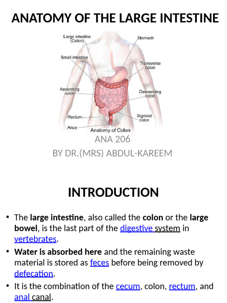 Anatomy and Functions of the Large Intestine | PDF | Large Intestine ...