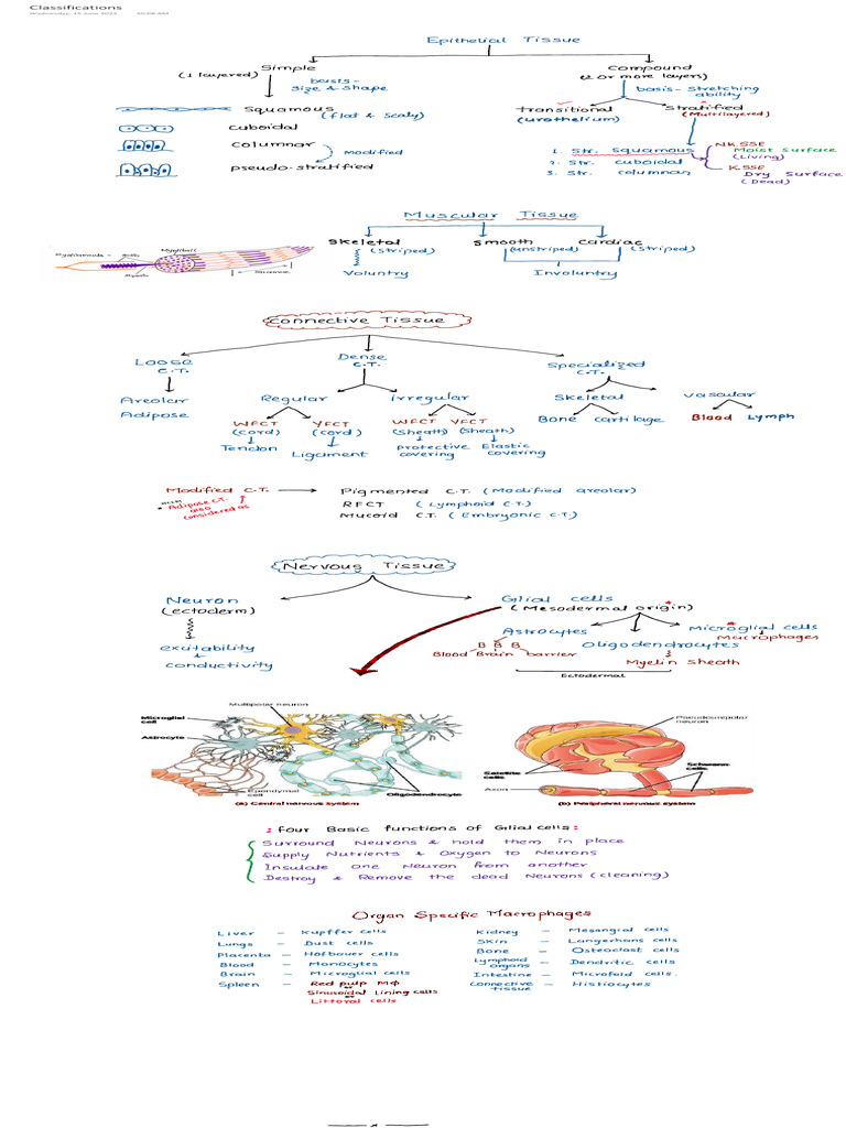 2. Classifications | PDF