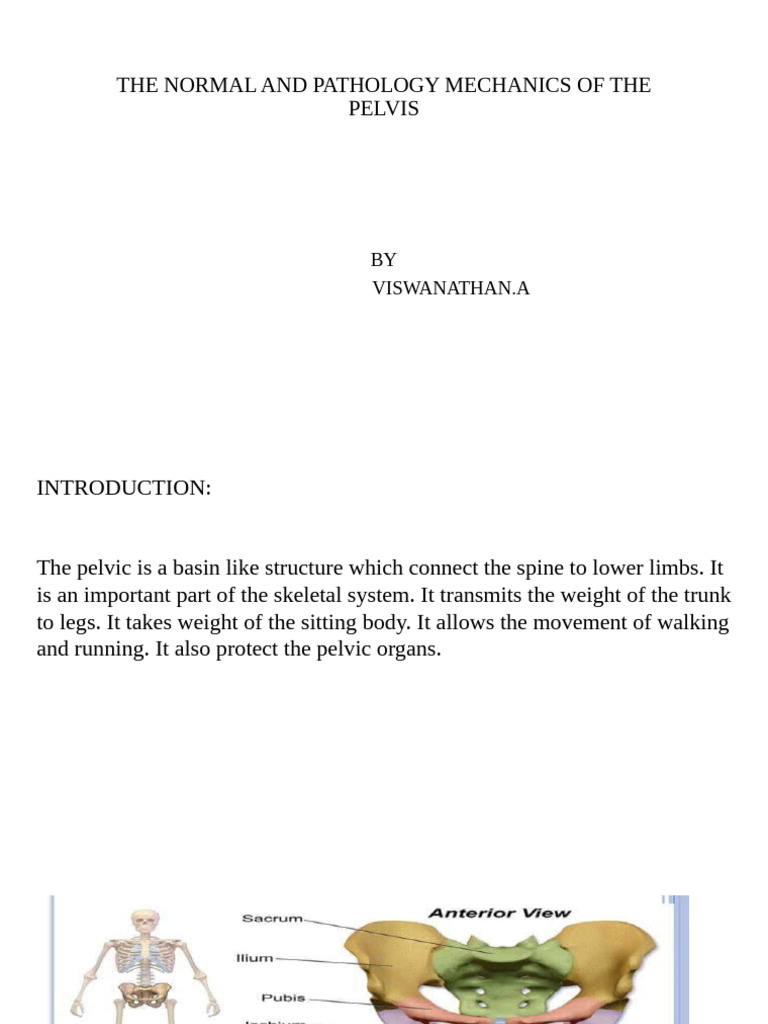 Pelvis | PDF | Pelvis | Hip