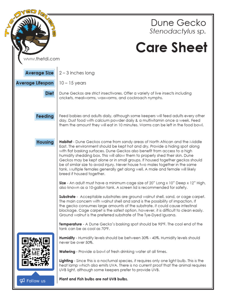 Dune-Gecko-Stenodactylus-sp-care-sheet | PDF | Dune | Ultraviolet