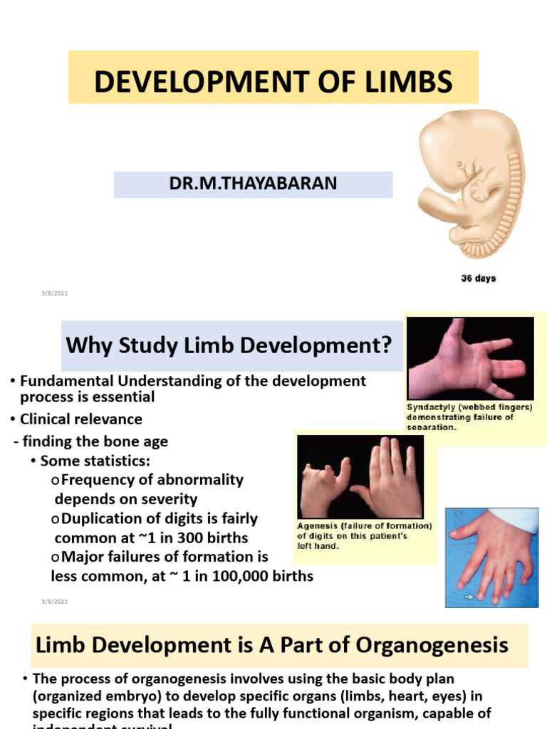 18. Development of limbs_copy | PDF | Hand | Muscle