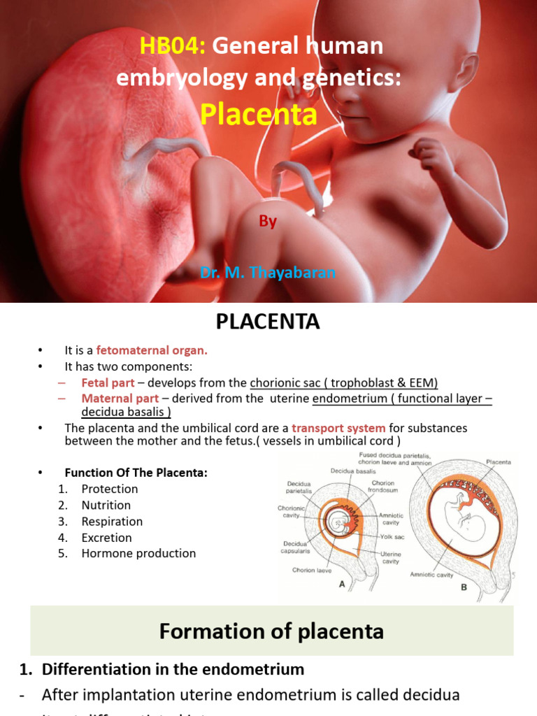 11. Placenta | PDF | Placenta | Anatomy