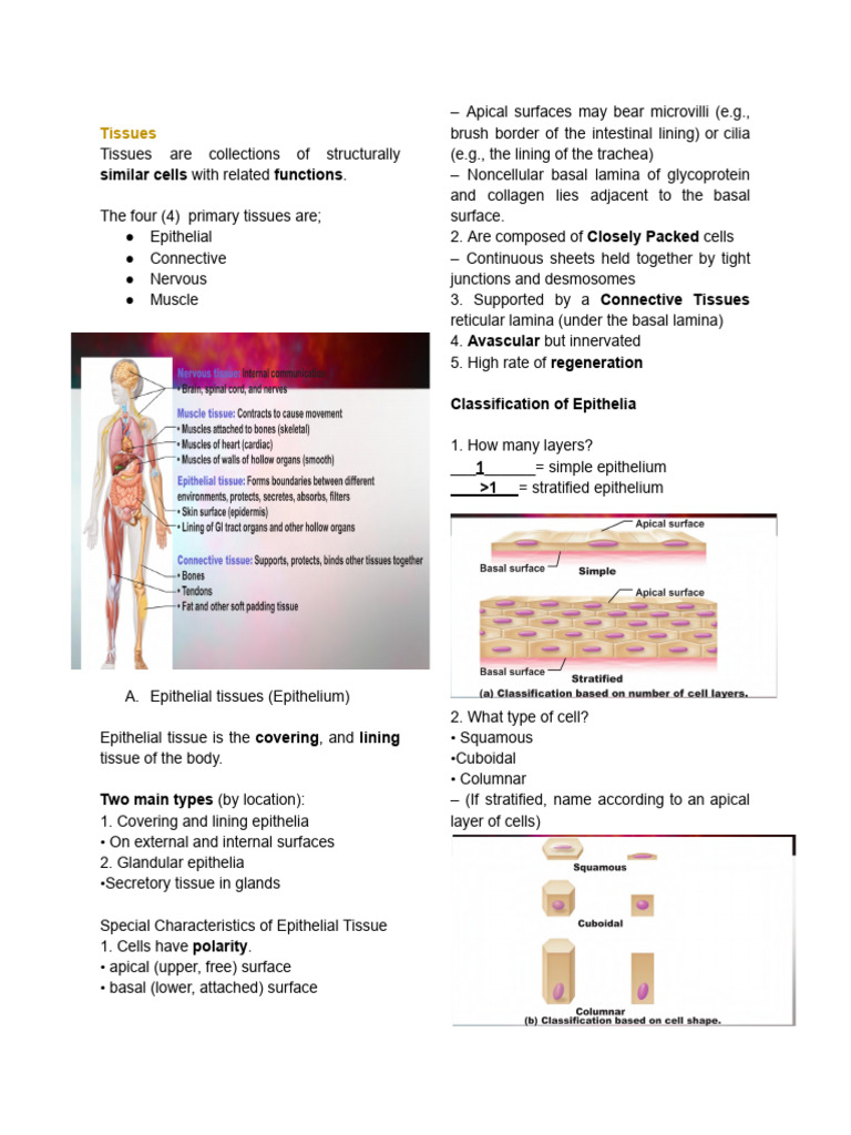 Anaphy-Lab (W - o Cell and Direct. Terms) ?? - Compressed | PDF | Bone ...