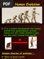 Human Evolution Chart | PDF | Homo | Human Evolution