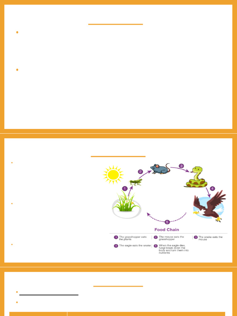 Understanding Food Chains & Webs | PDF | Food Web | Ecology