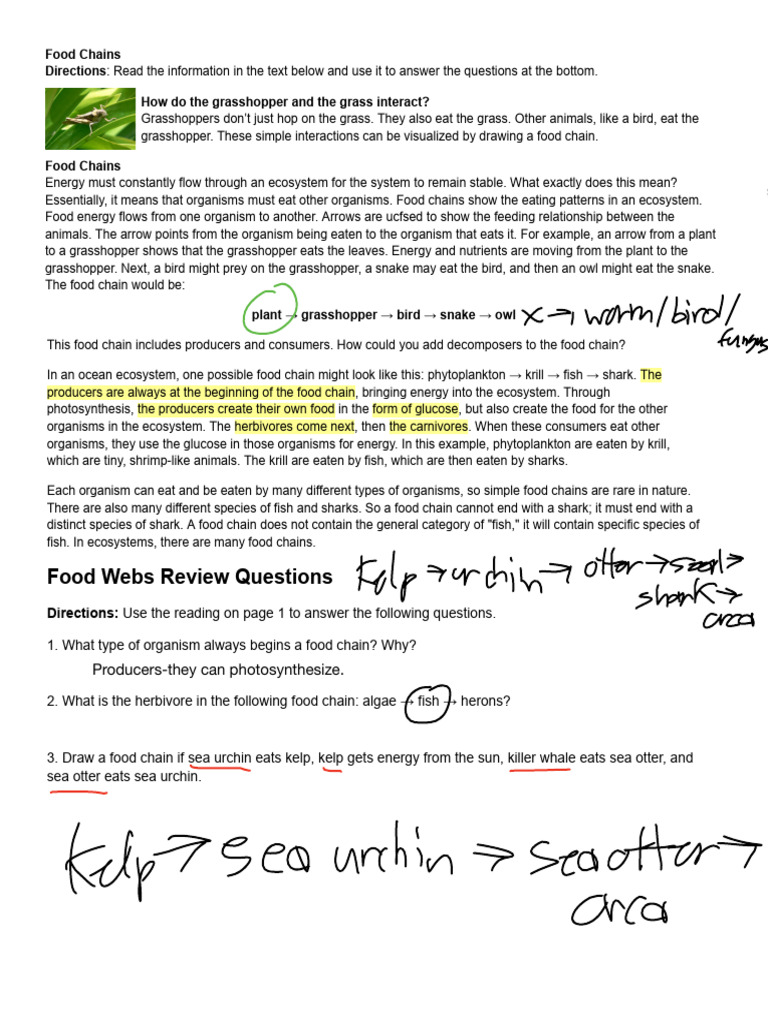 Kelp Forest Food Chains | PDF | Foods | Natural Environment