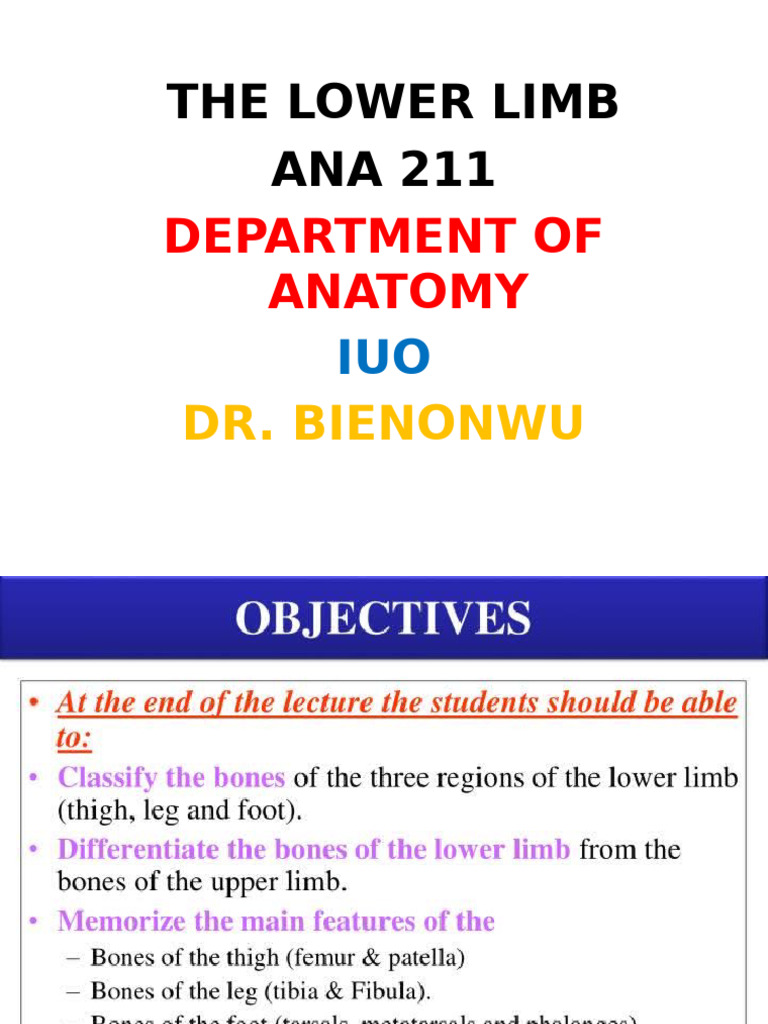 Lower Limb Ana211 | PDF