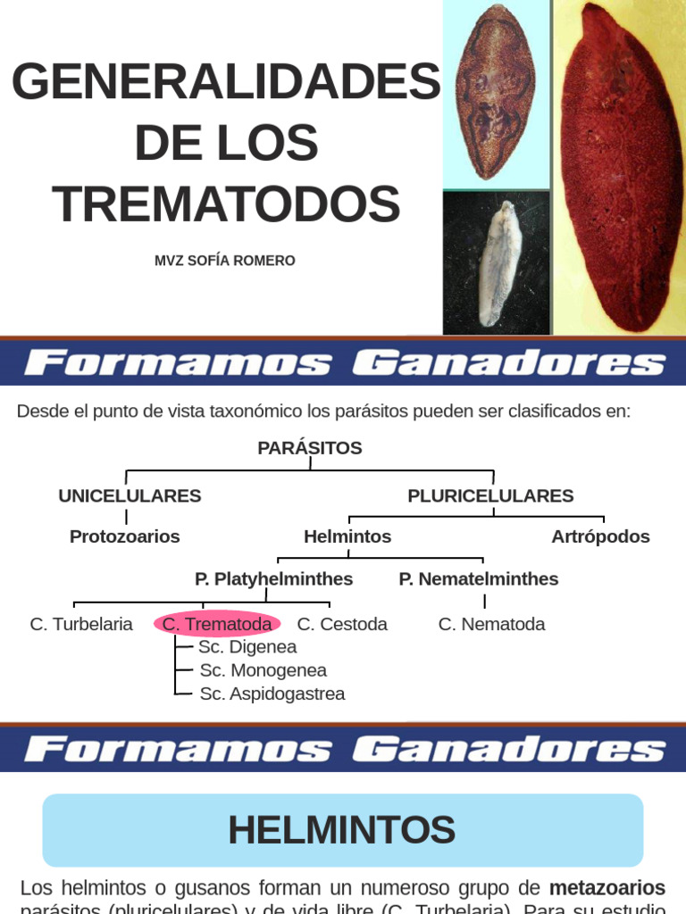 5. Generalidades de Los Trematodos | PDF | Sistema reproductivo ...