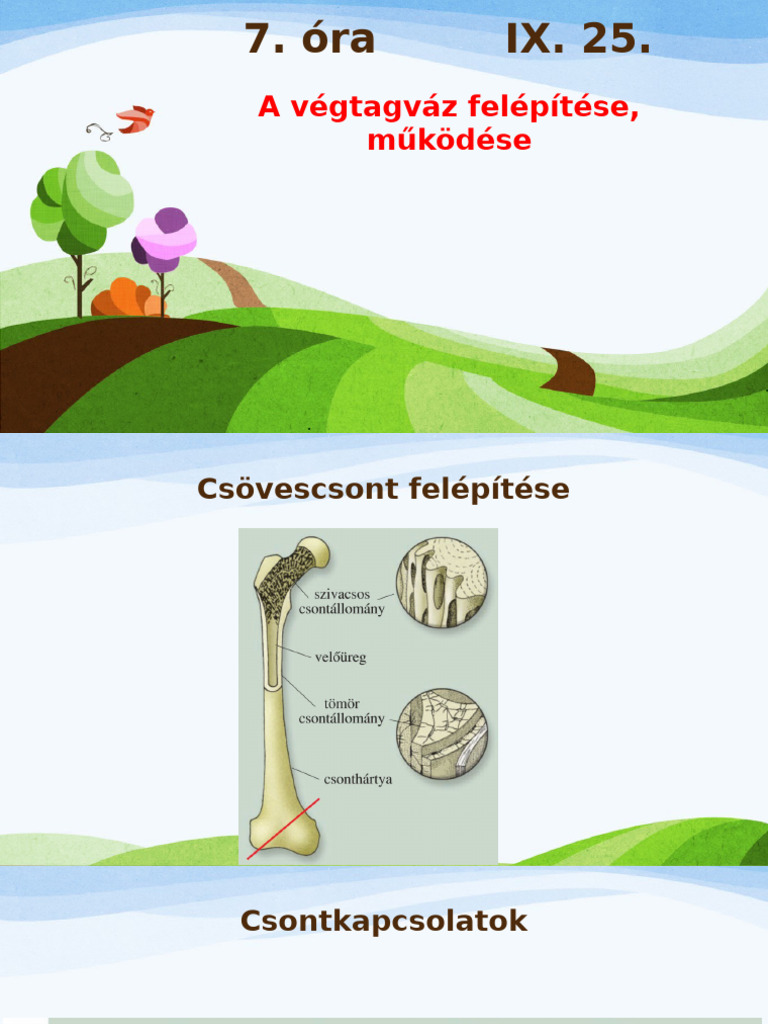 Csontvázrendszer | PDF