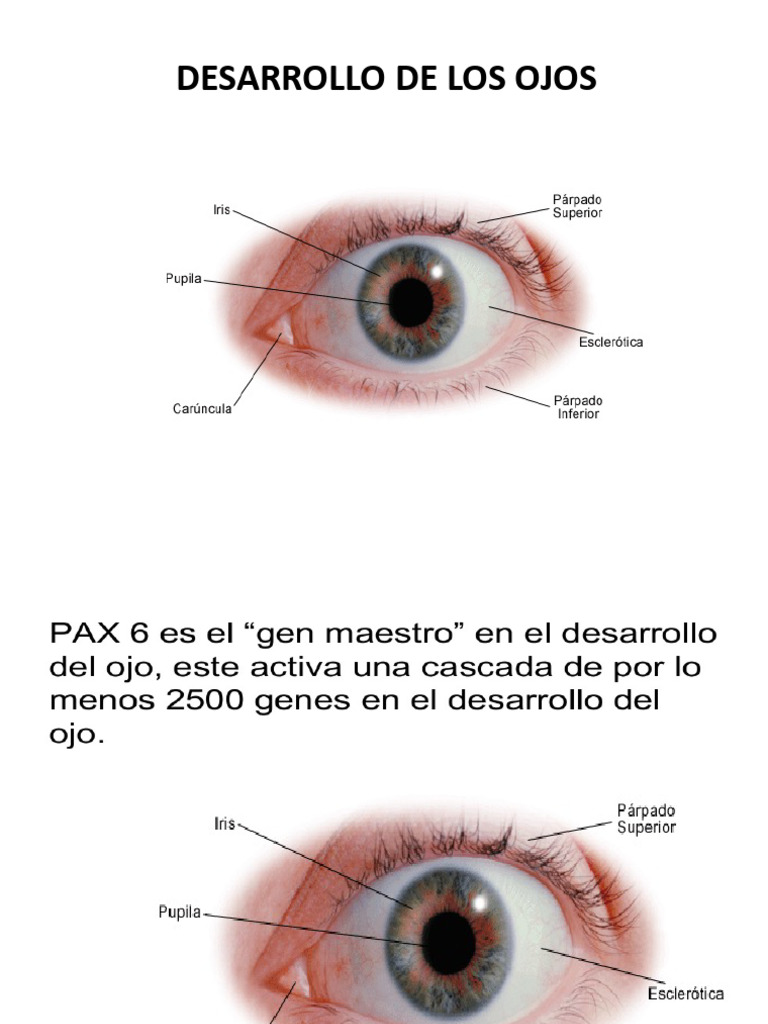 5.1 de Los Ojos | PDF | Ojo humano | Epitelio