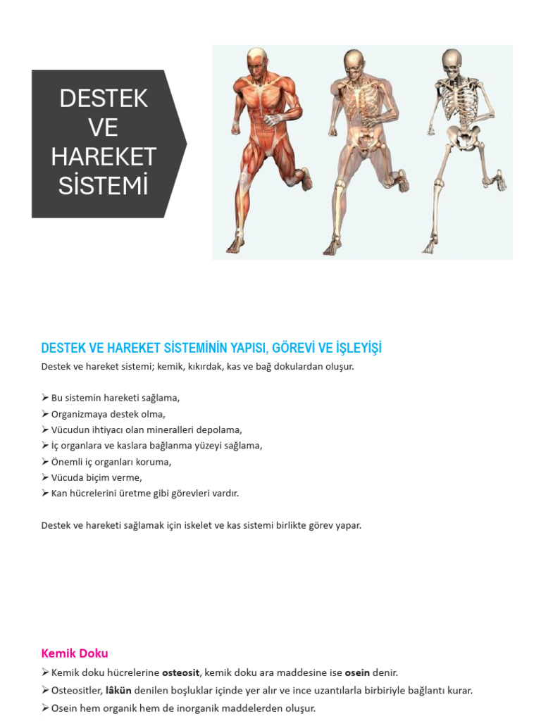 Destek Hareket | PDF