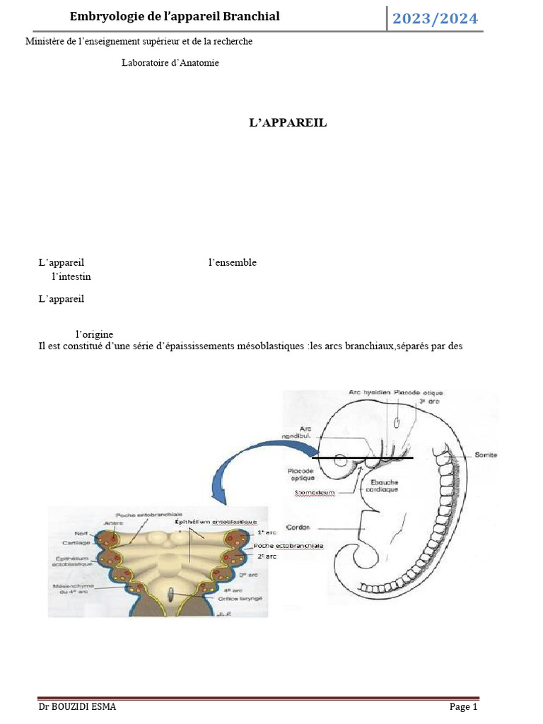 Embryologie de l'appareil branchial | PDF | Anatomie humaine | Tête et ...