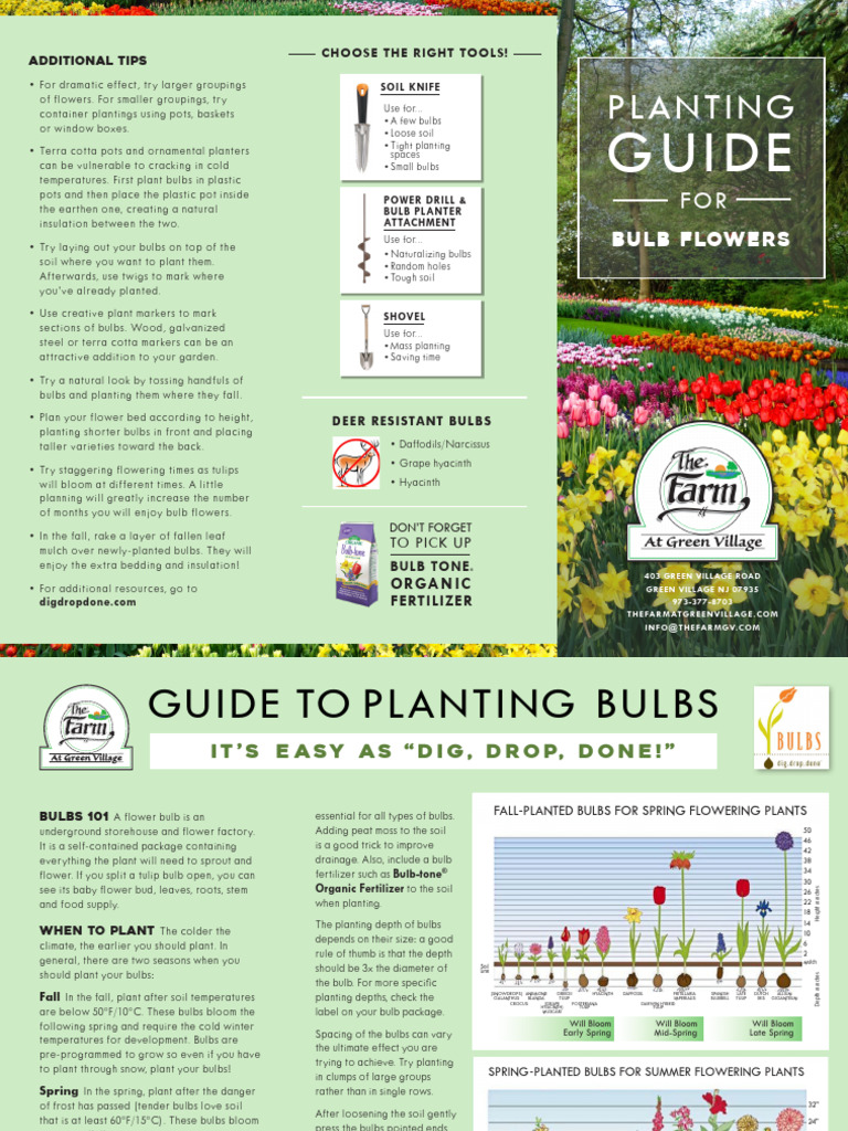 Trifold Bulb Planting Guide | PDF | Tulip | Bulb
