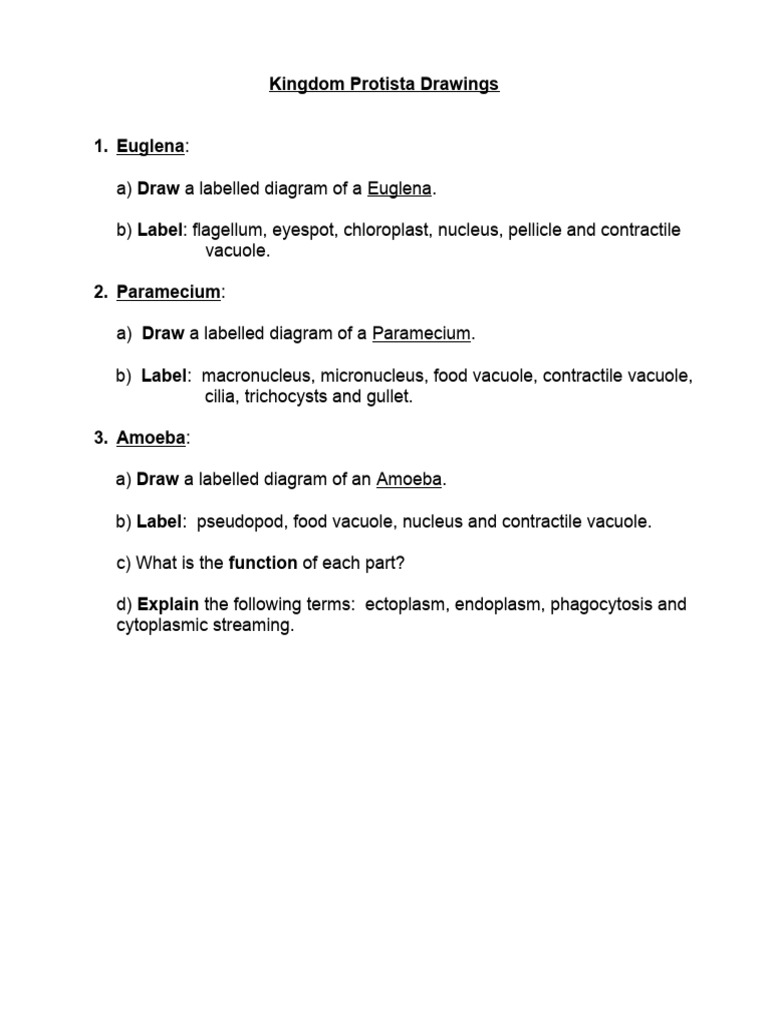 K. Protista 3 Drawings | PDF