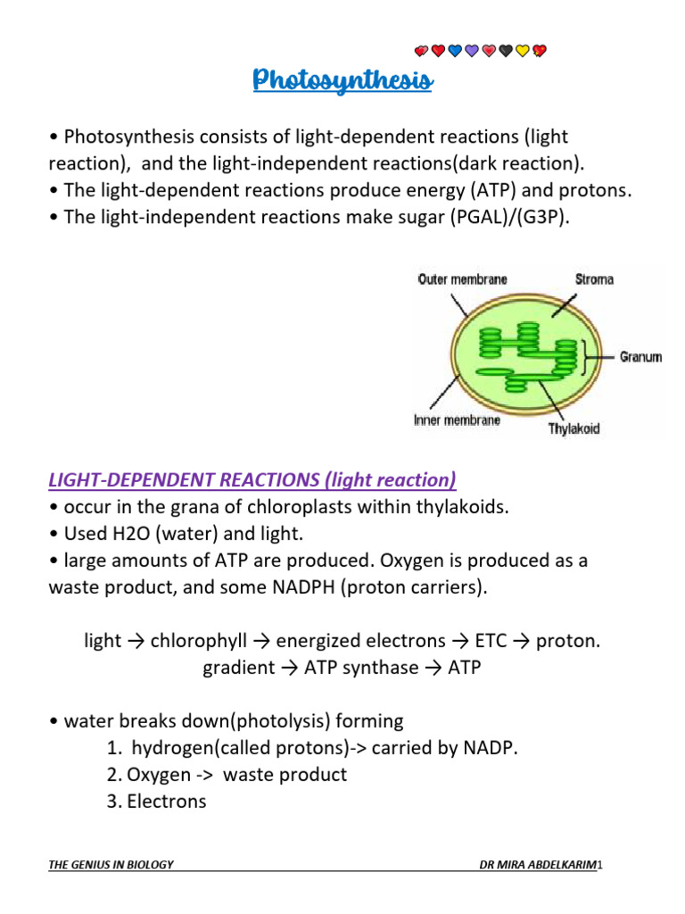 photosynthesis 3 | PDF | Photosynthesis | Biochemistry