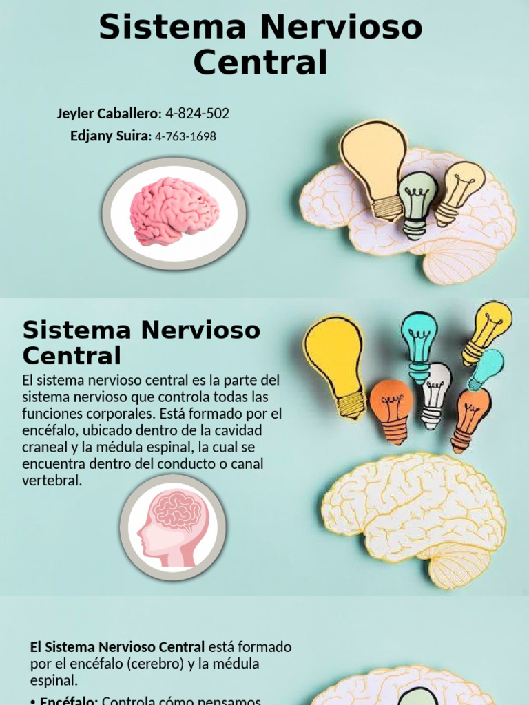 Presentación SNC Anatomía | PDF | Sistema nervioso | Médula espinal
