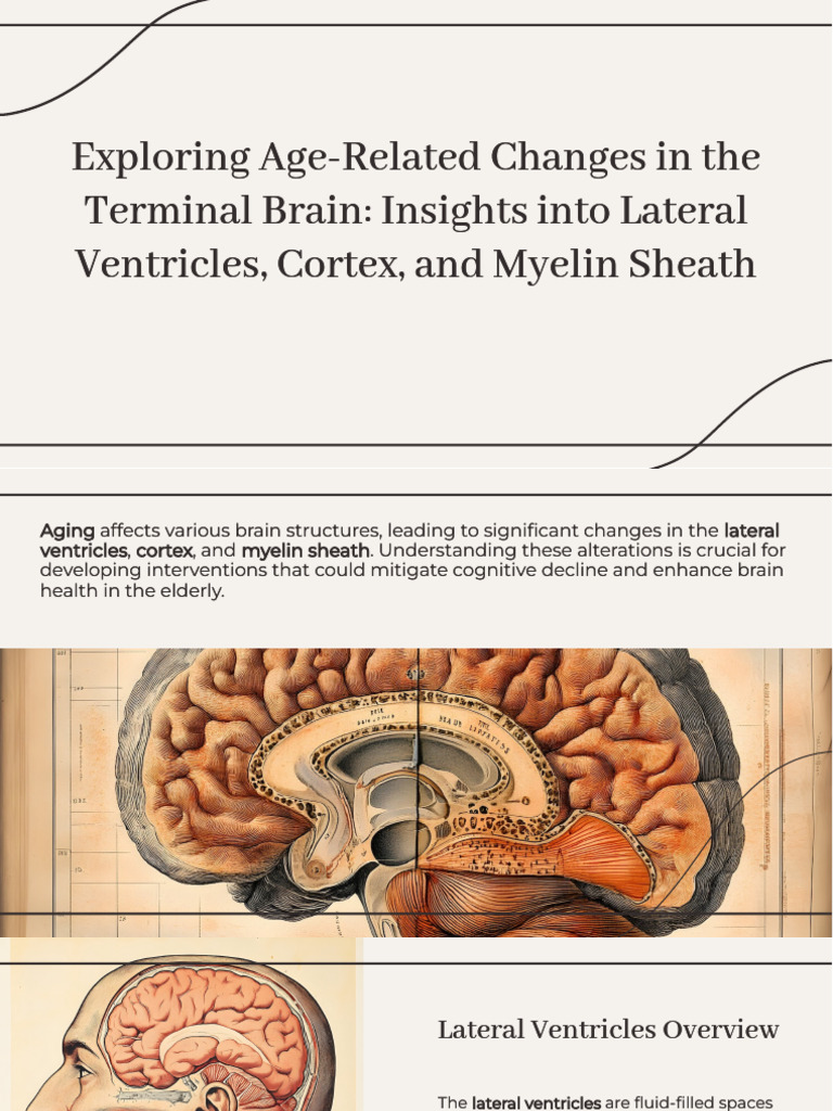 slidesgo-exploring-age-related-changes-in-the-terminal-brain-insights-into-lateral-ventricles ...