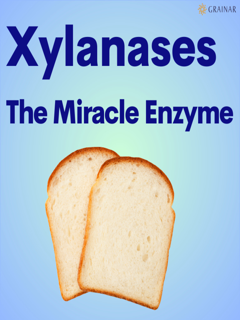 Xylanases: Enhancing Bread Quality | PDF | Enzyme | Breads
