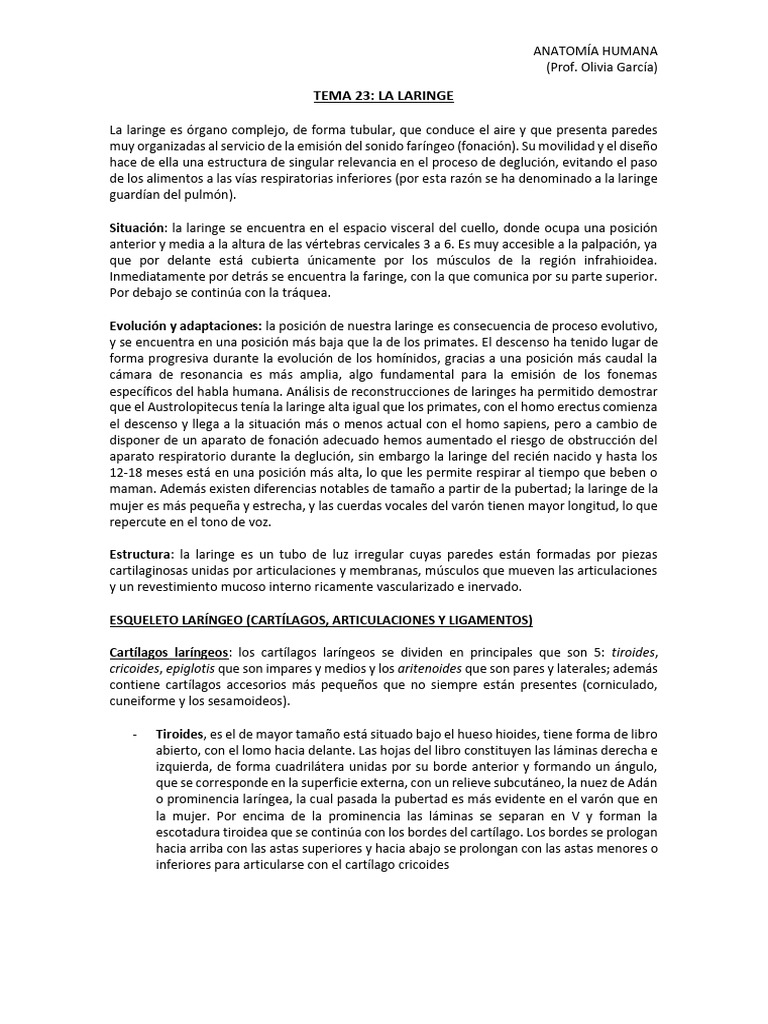 Anatomía de la Laringe Humana | PDF | Laringe | Anatomía humana