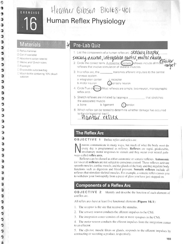 Exercise 16: Human Reflex Physiology BIO168 | PDF