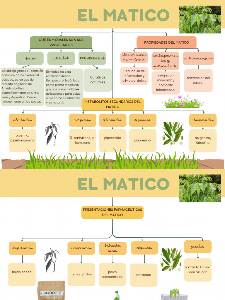 Mapa Conceptual Sobre El Matico | PDF