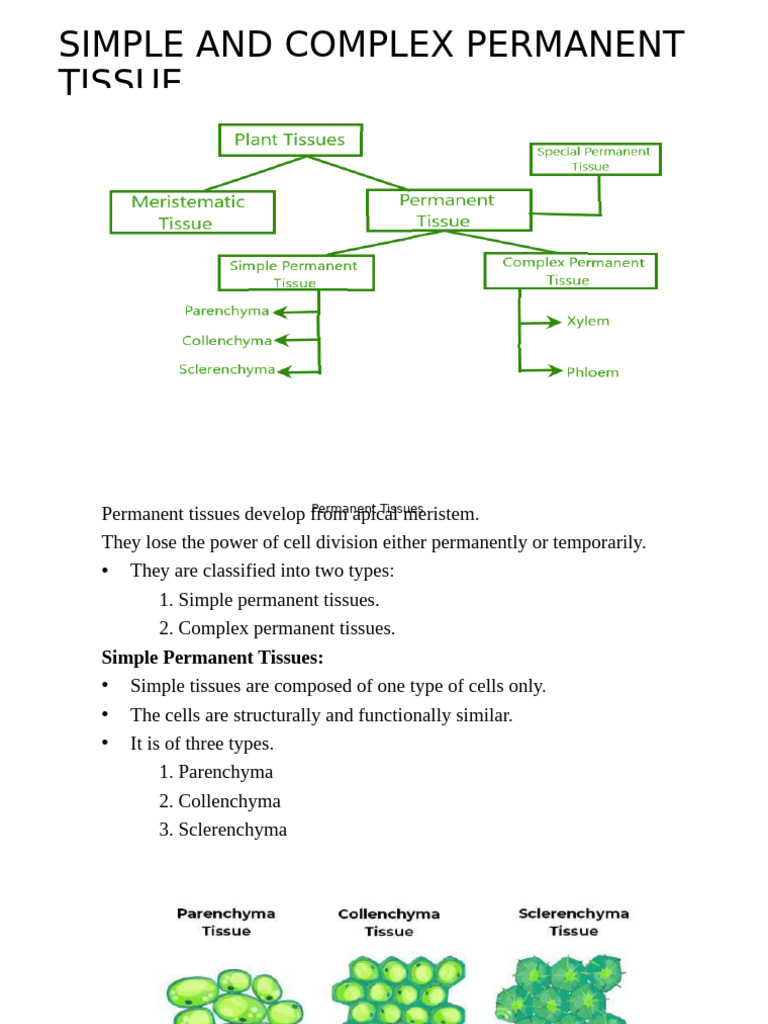 Simple and Complex Permanent Tissue | PDF | Tissue (Biology) | Branches ...