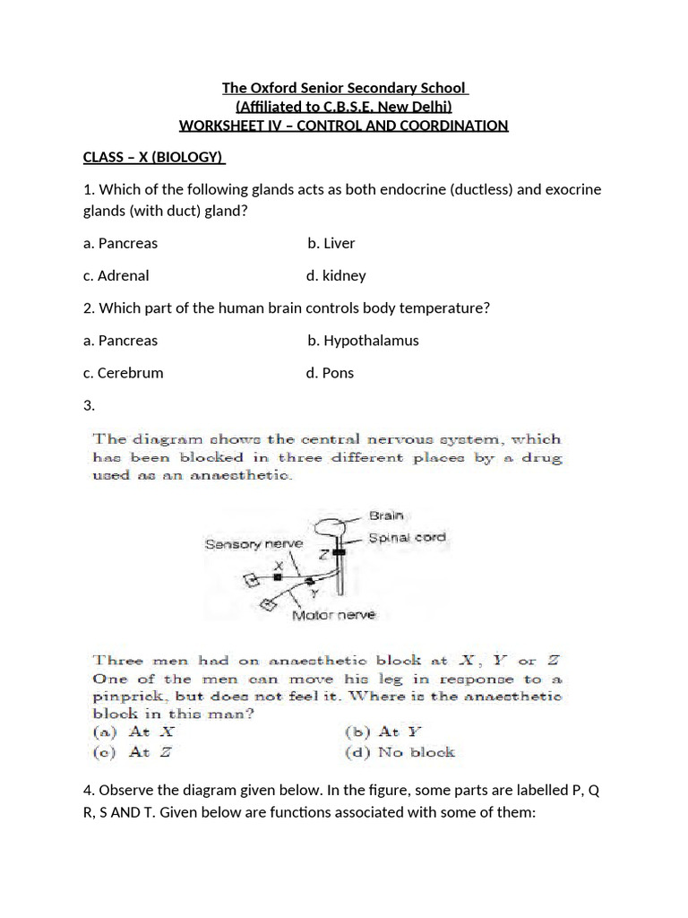 WORKSHEET 4 - Control and Coordination | PDF