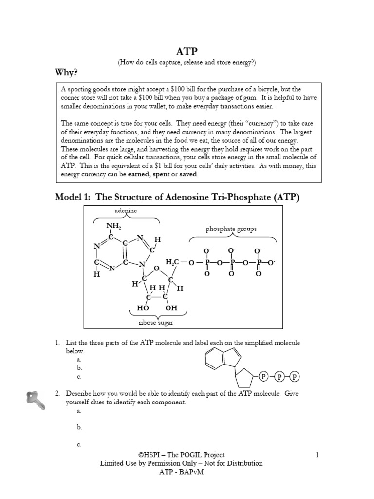 ATP: Cellular Energy Storage and Release | PDF | Adenosine Triphosphate ...
