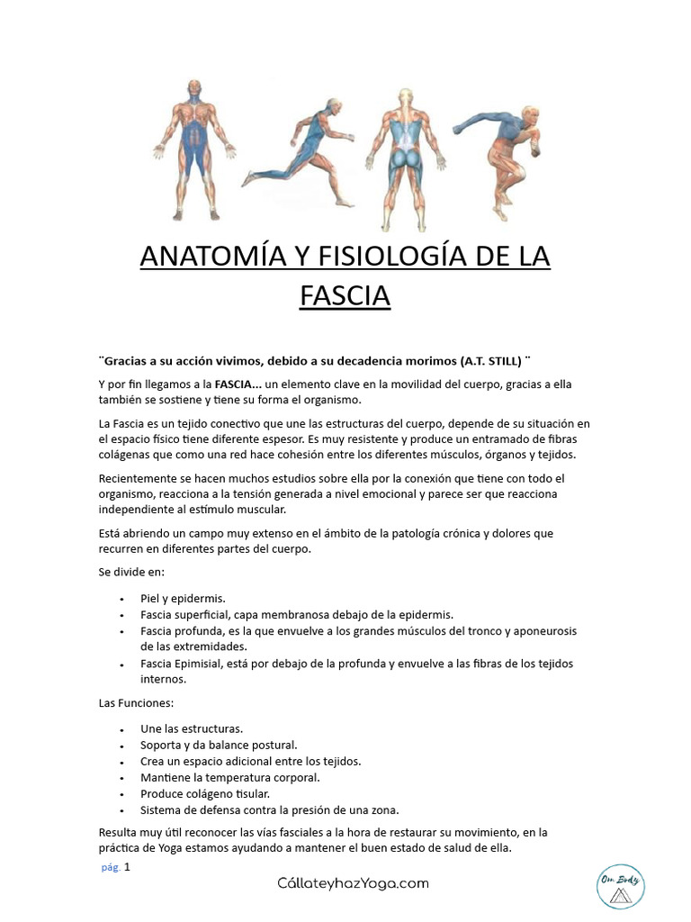 Anatomía de la Fascia y su Función | PDF | Músculo | Anatomía humana