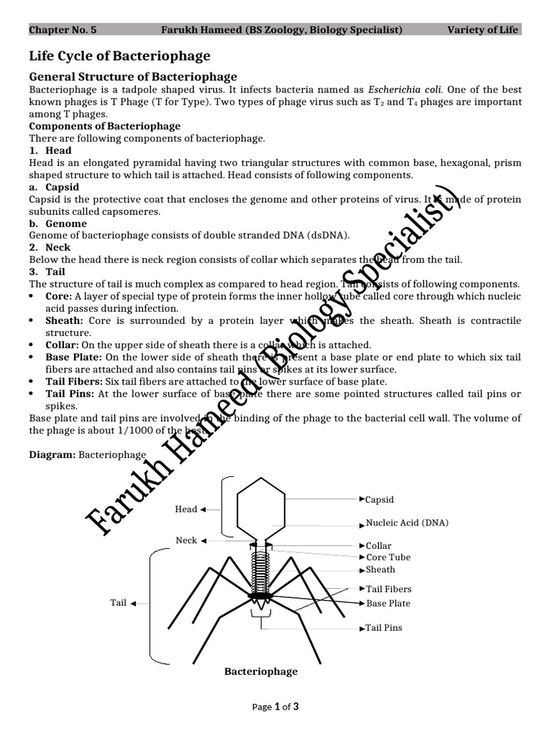 Life Cycle of Bacteriophage | PDF | Bacteriophage | Microbiology