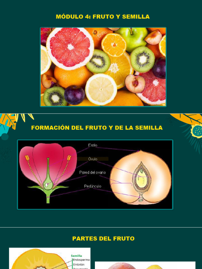 Modulo 4. Organos de Reproducción Fruto | PDF | Nuez | Fruta