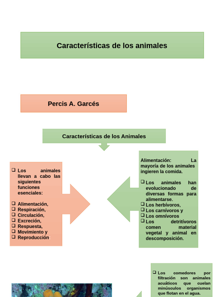 Funciones y Clasificación de Animales | PDF | Taxonomía (biología ...