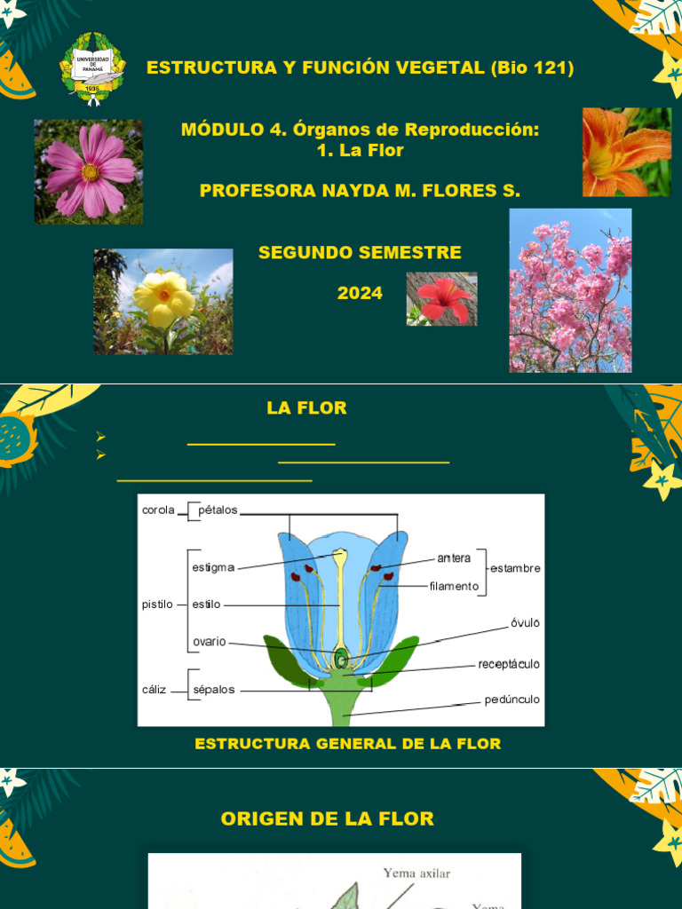 Modulo 4. Organos de Reproducción Flor | PDF | Flores | Ramas de la ...