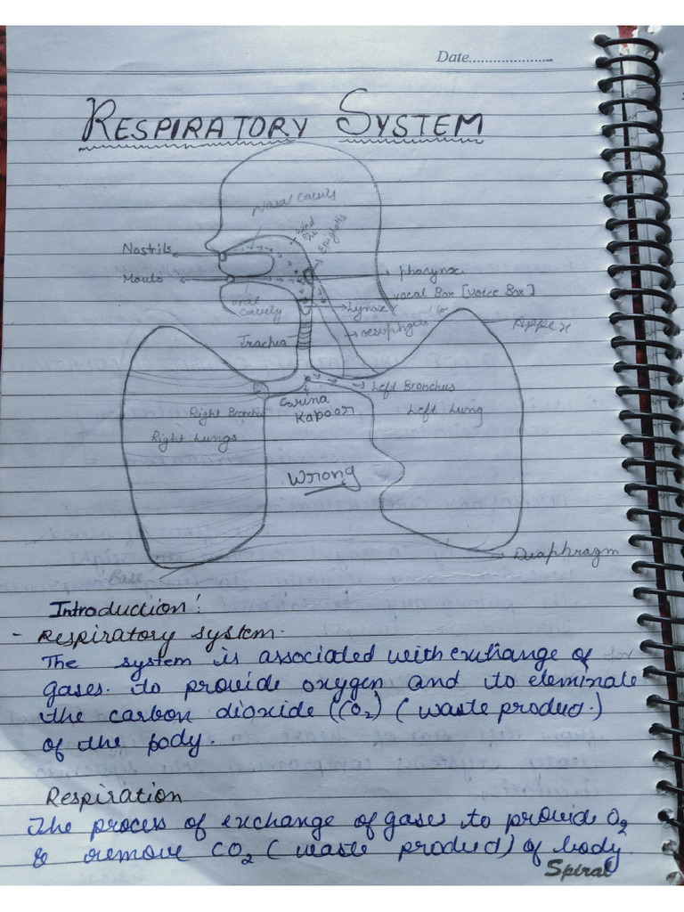 Respiratory System BSC Nursing 1st Sem | PDF