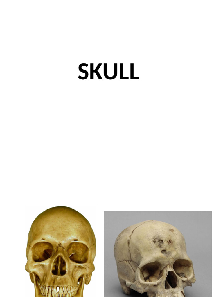 SKULL | PDF | Skull | Human Nose