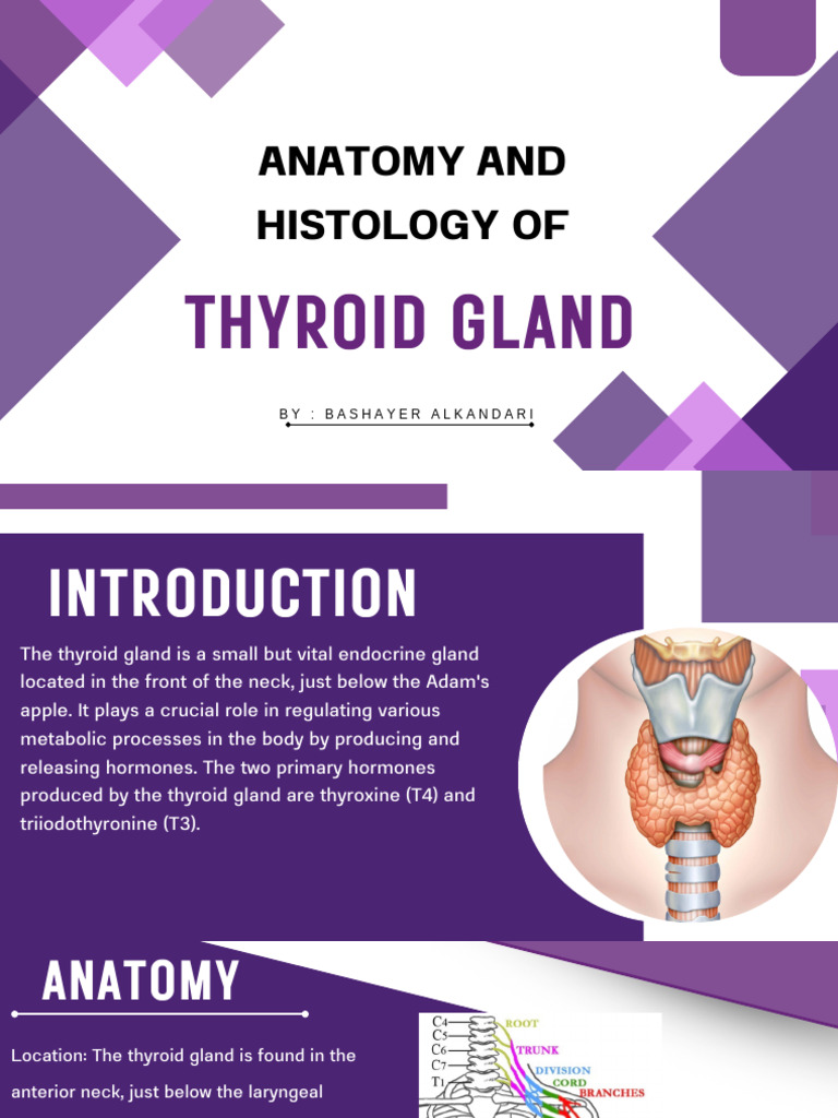 Anatomy and Histology of Thyroid Gland | PDF | Thyroid | Animal Anatomy