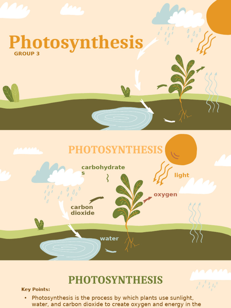 Photosynthesis | PDF | Photosynthesis | Biochemistry