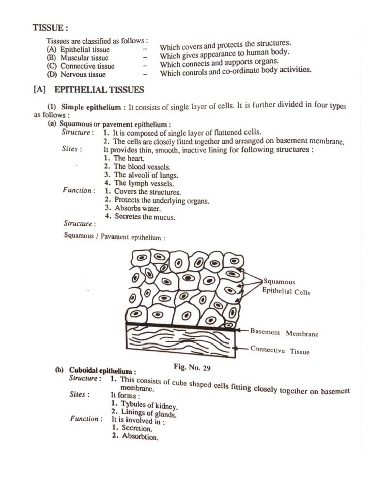Tissue 1 | PDF
