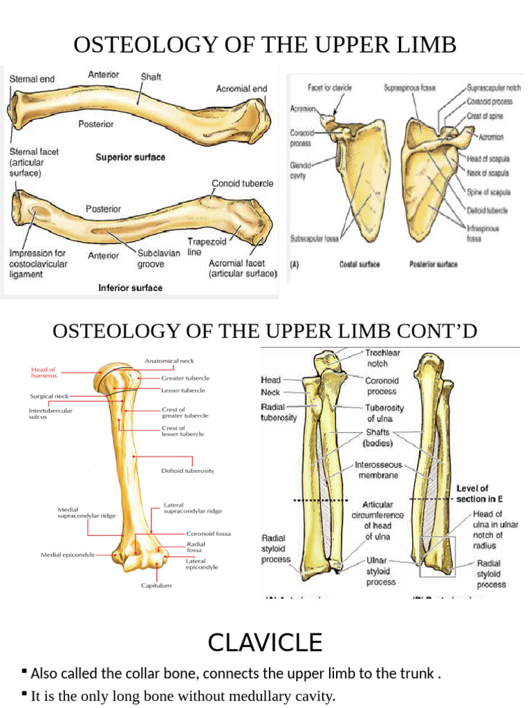 Osteology of The Upper Limb | PDF | Skeletal System | Human Anatomy