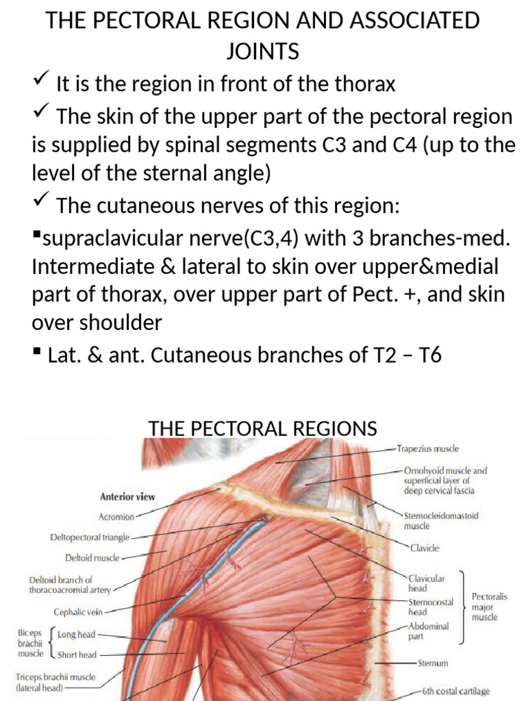 Clavipectoral Fascia in Pectoral Anatomy | PDF | Skeletal System ...